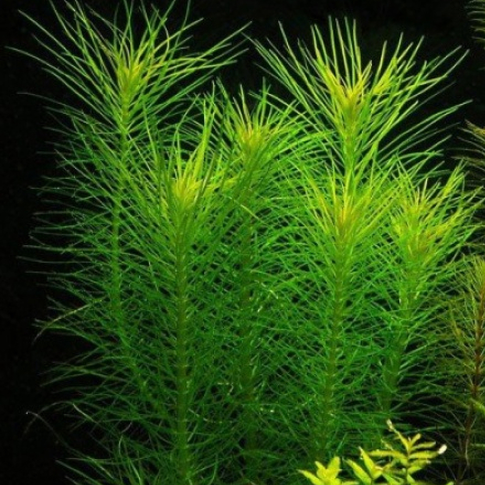 Pogostemon Erectus – ChiChi's Aquatic Dreams