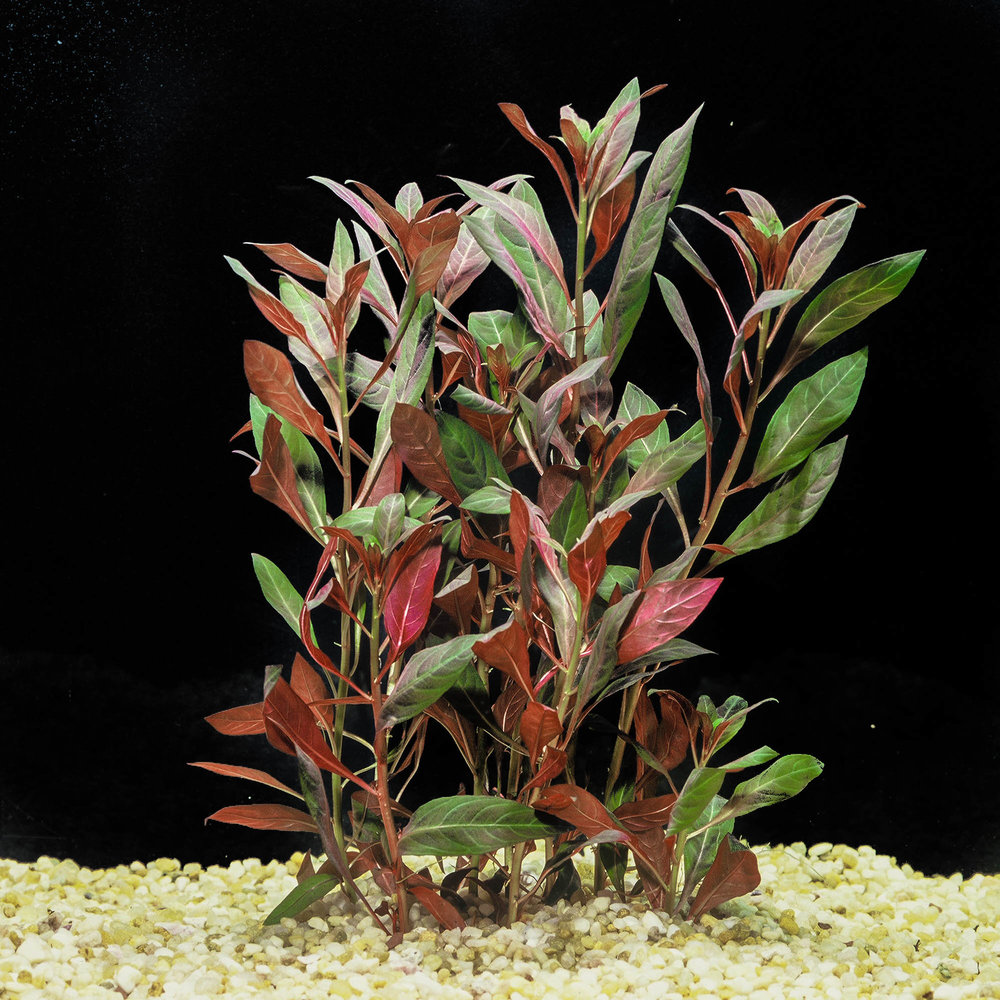 Ludwigia Super Red per stem – ChiChi's Aquatic Dreams