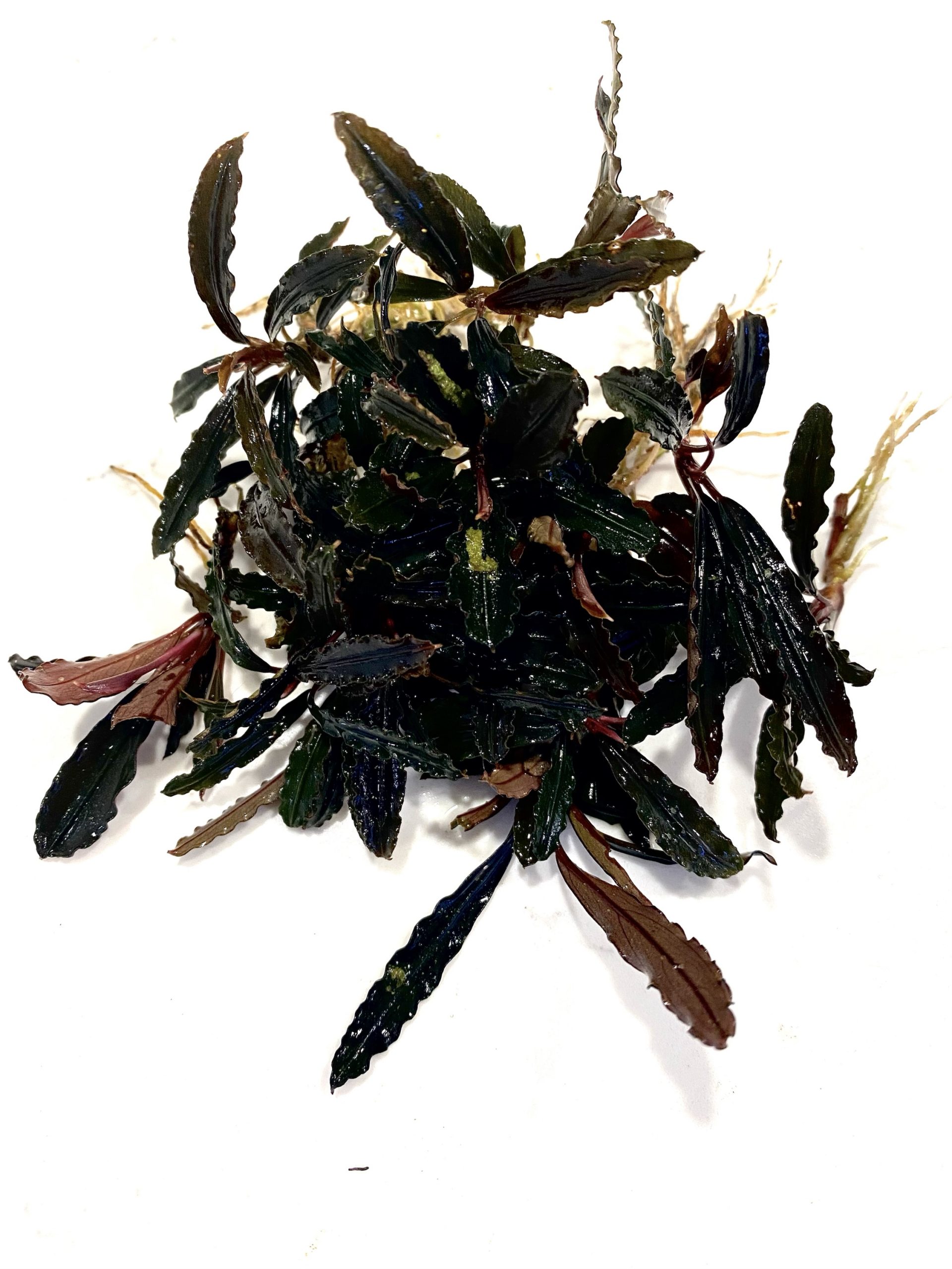 Bucephalandra Pack *Special of the week* – ChiChi's Aquatic Dreams